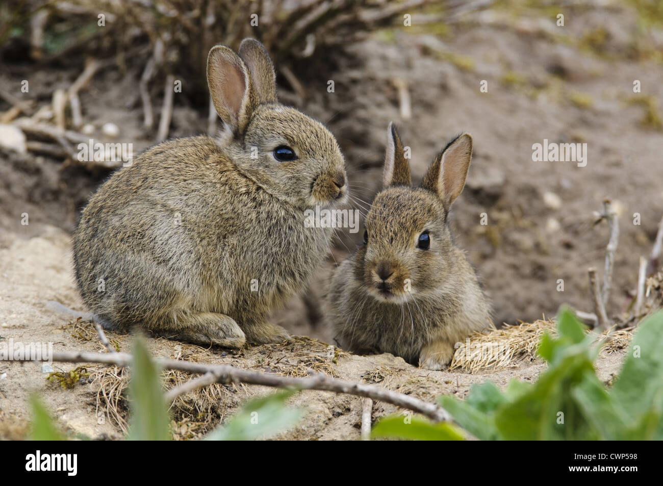 Two young european wild rabbits hi-res stock photography and images - Alamy