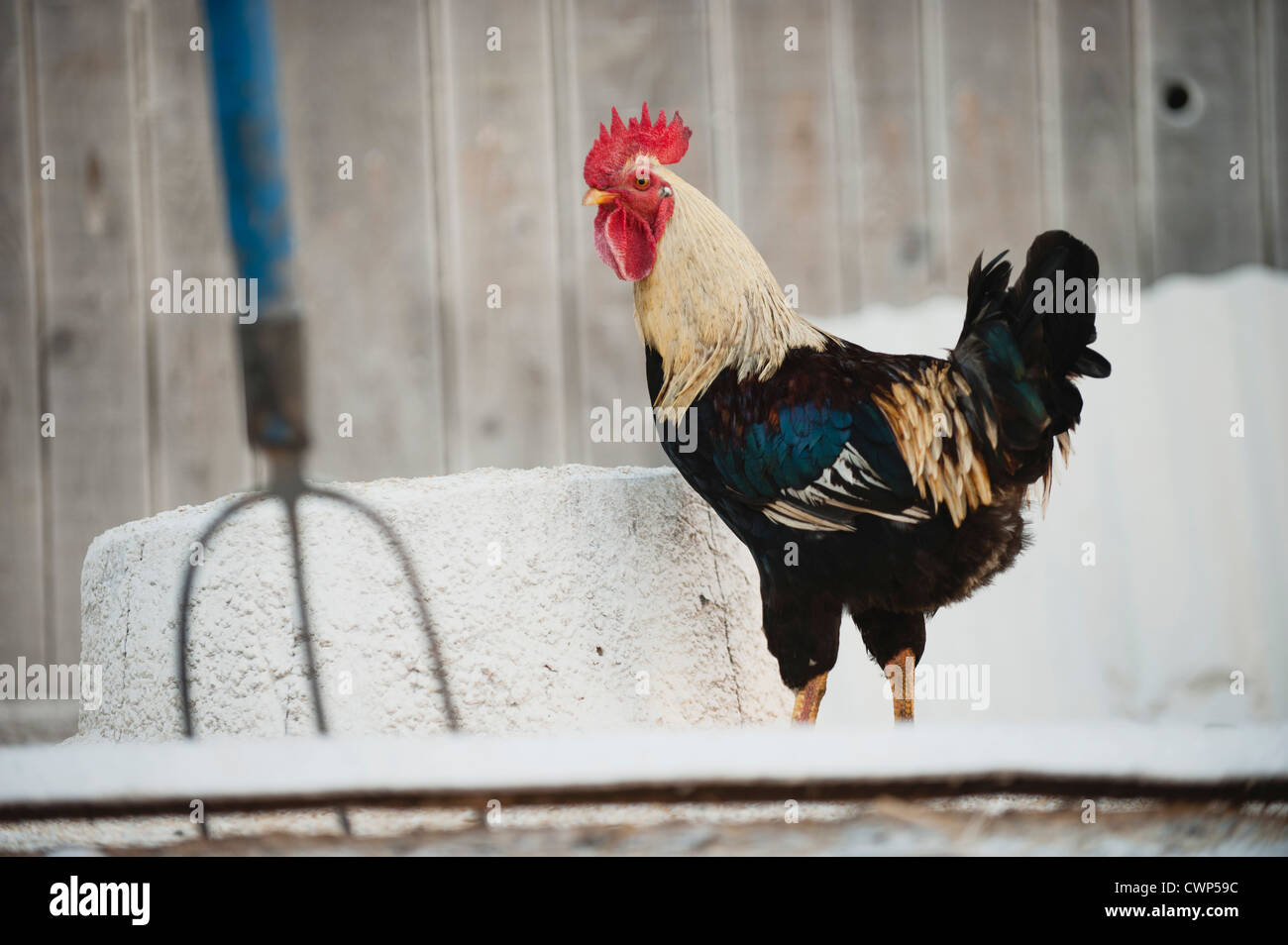 Rooster images hi-res stock photography and images - Alamy
