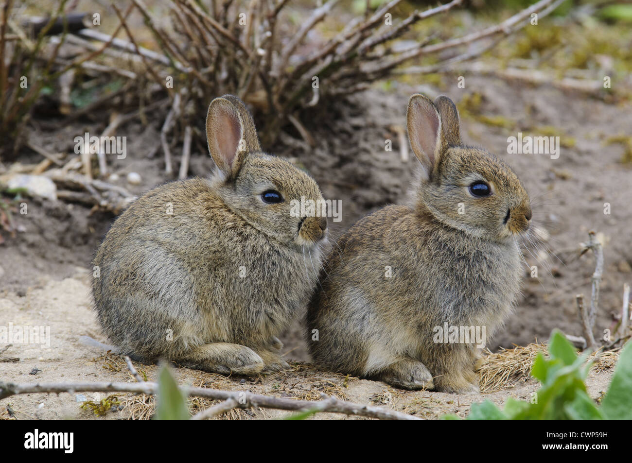 Two young european wild rabbits hi-res stock photography and images - Alamy