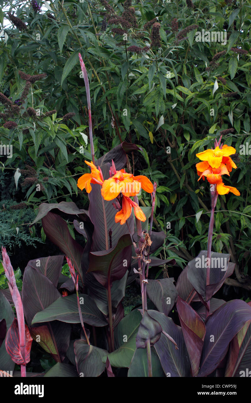 CANNA PHASION. INDIAN SHOT PLANT Stock Photo - Alamy