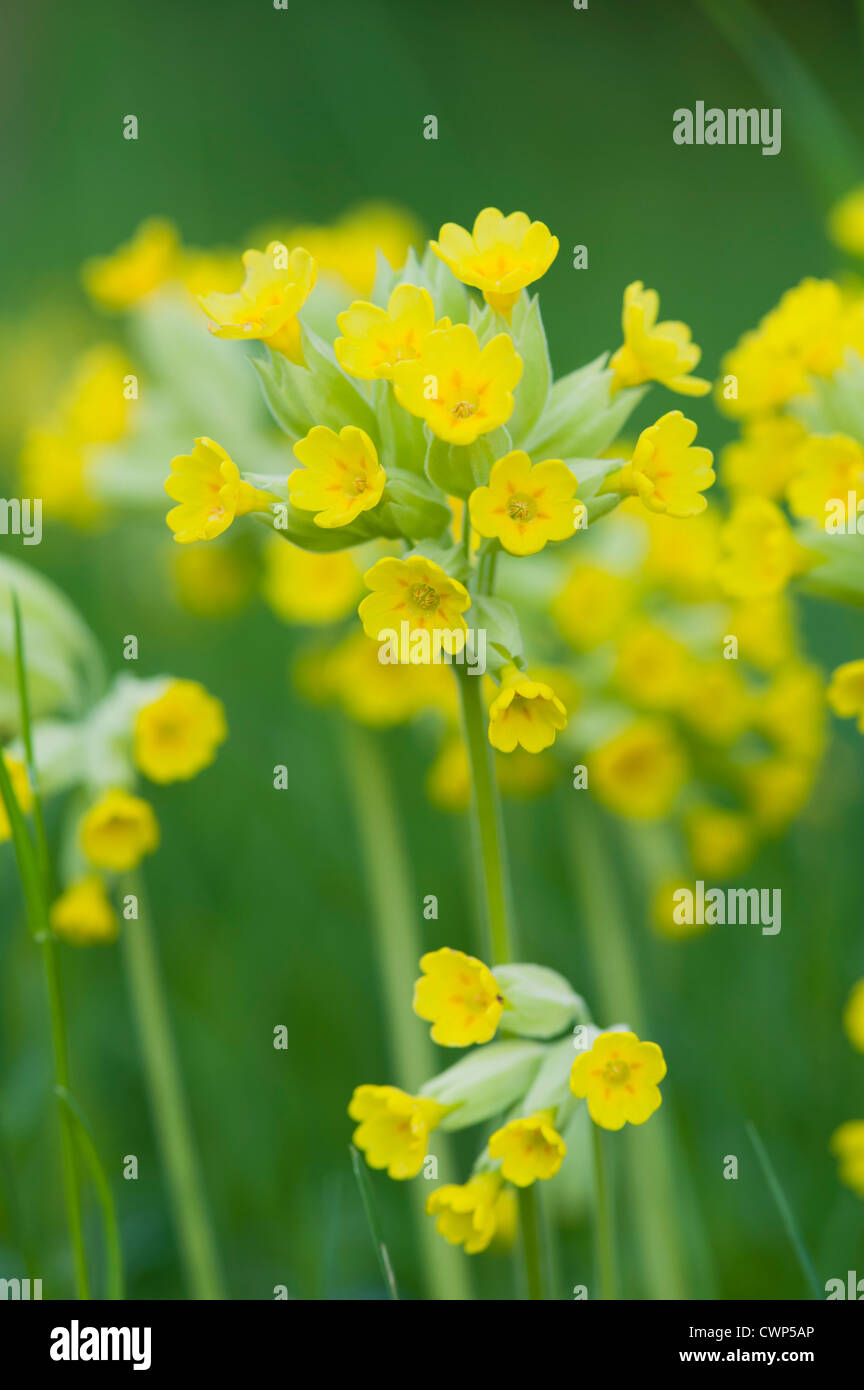 Cowslip images hi-res stock photography and images - Alamy