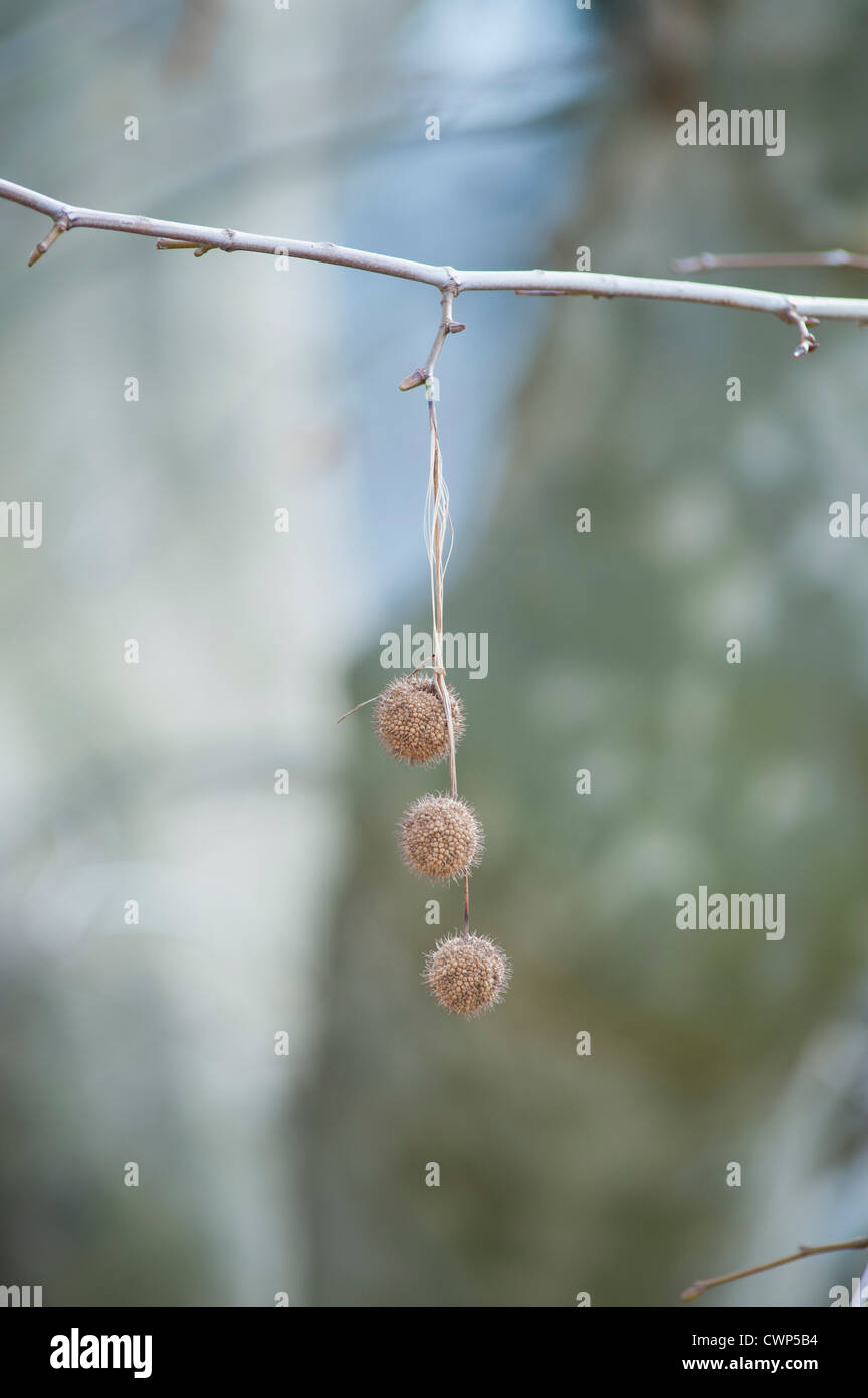 Sycamore seed pods hi-res stock photography and images - Alamy
