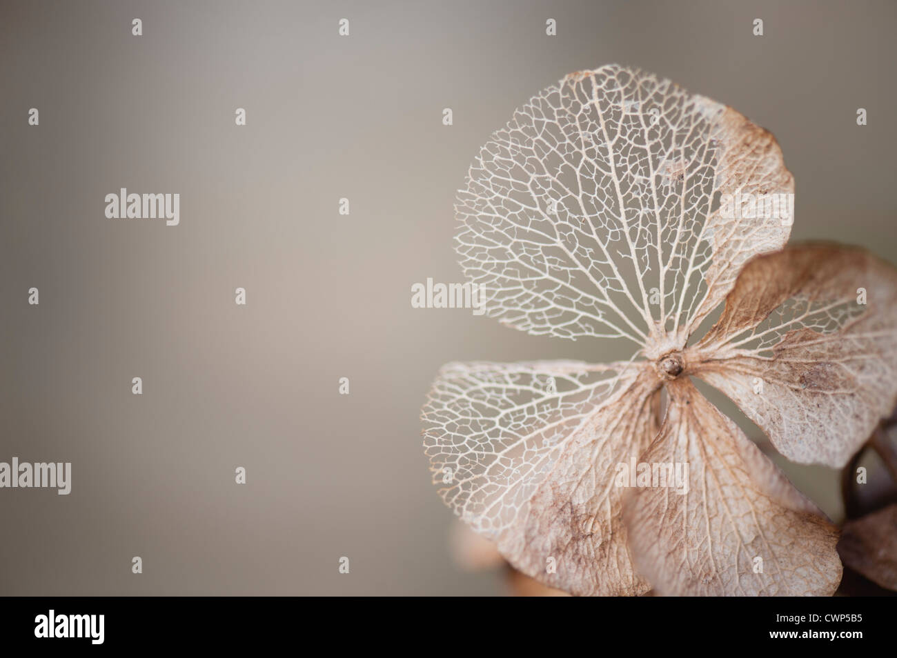 Husks off hi-res stock photography and images - Alamy