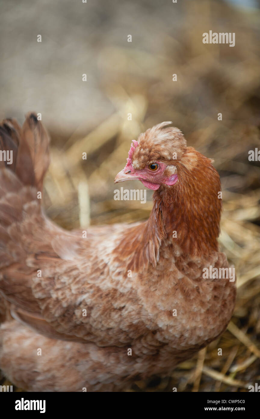 Hen resting on straw Stock Photo - Alamy