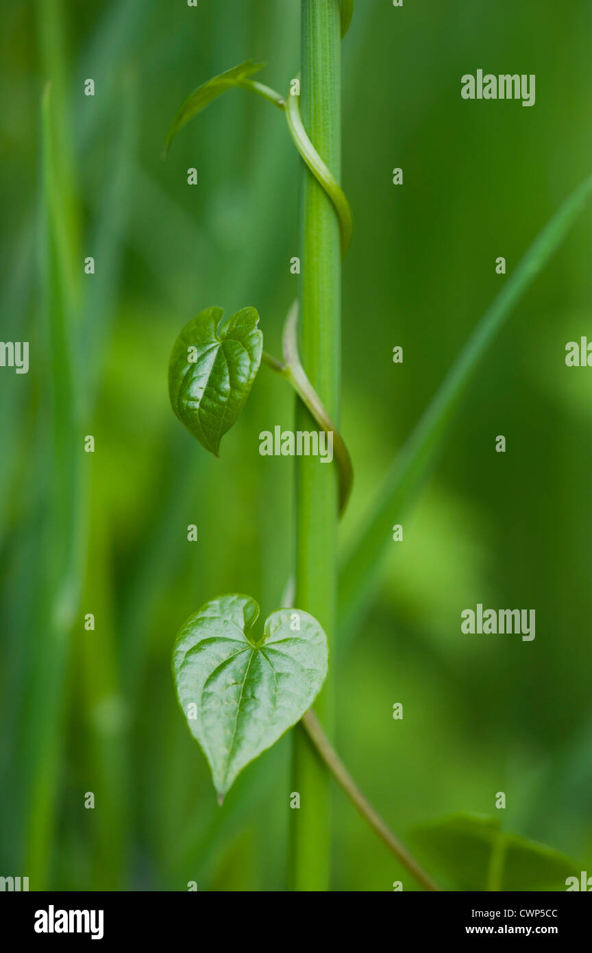 Vine growing around stem Stock Photo - Alamy