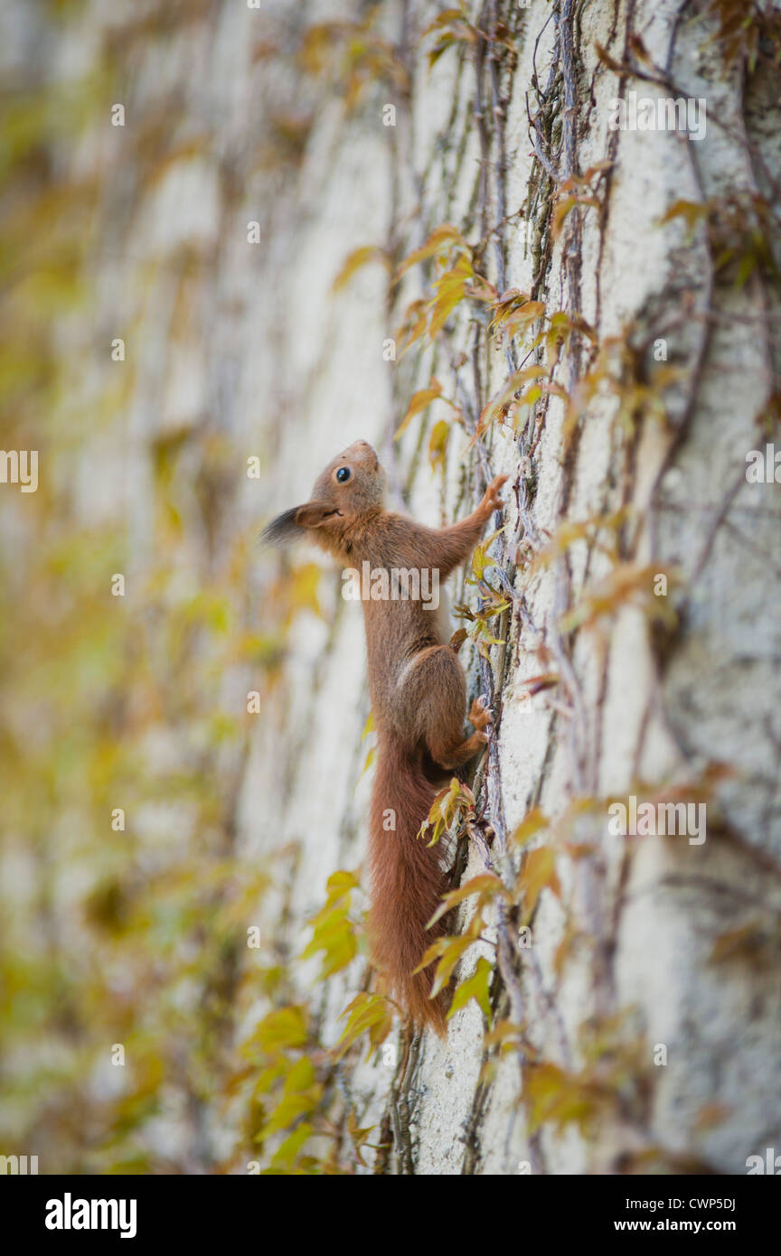 Squirrel climbing wall hi-res stock photography and images - Alamy