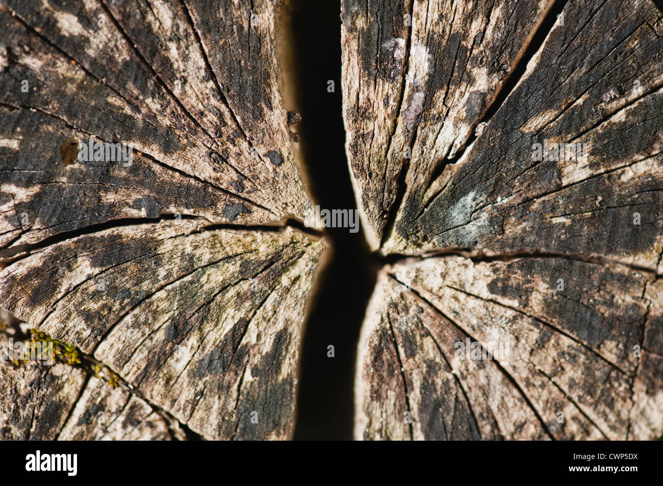 Cracked stump, close-up Stock Photo - Alamy