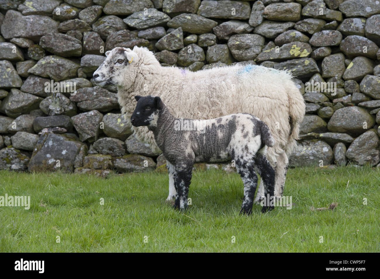 Yearling lamb hi-res stock photography and images - Alamy