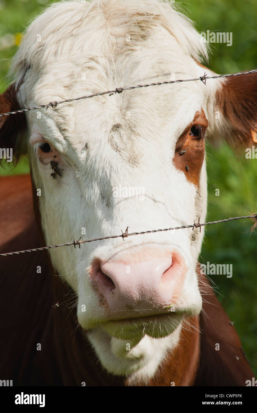 Cow behind barbed wire Stock Photo - Alamy