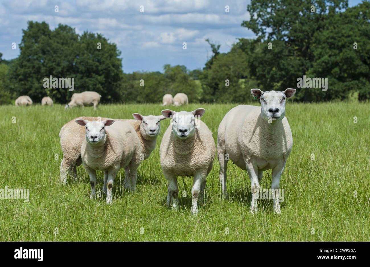 Beltex sheep hi-res stock photography and images - Alamy