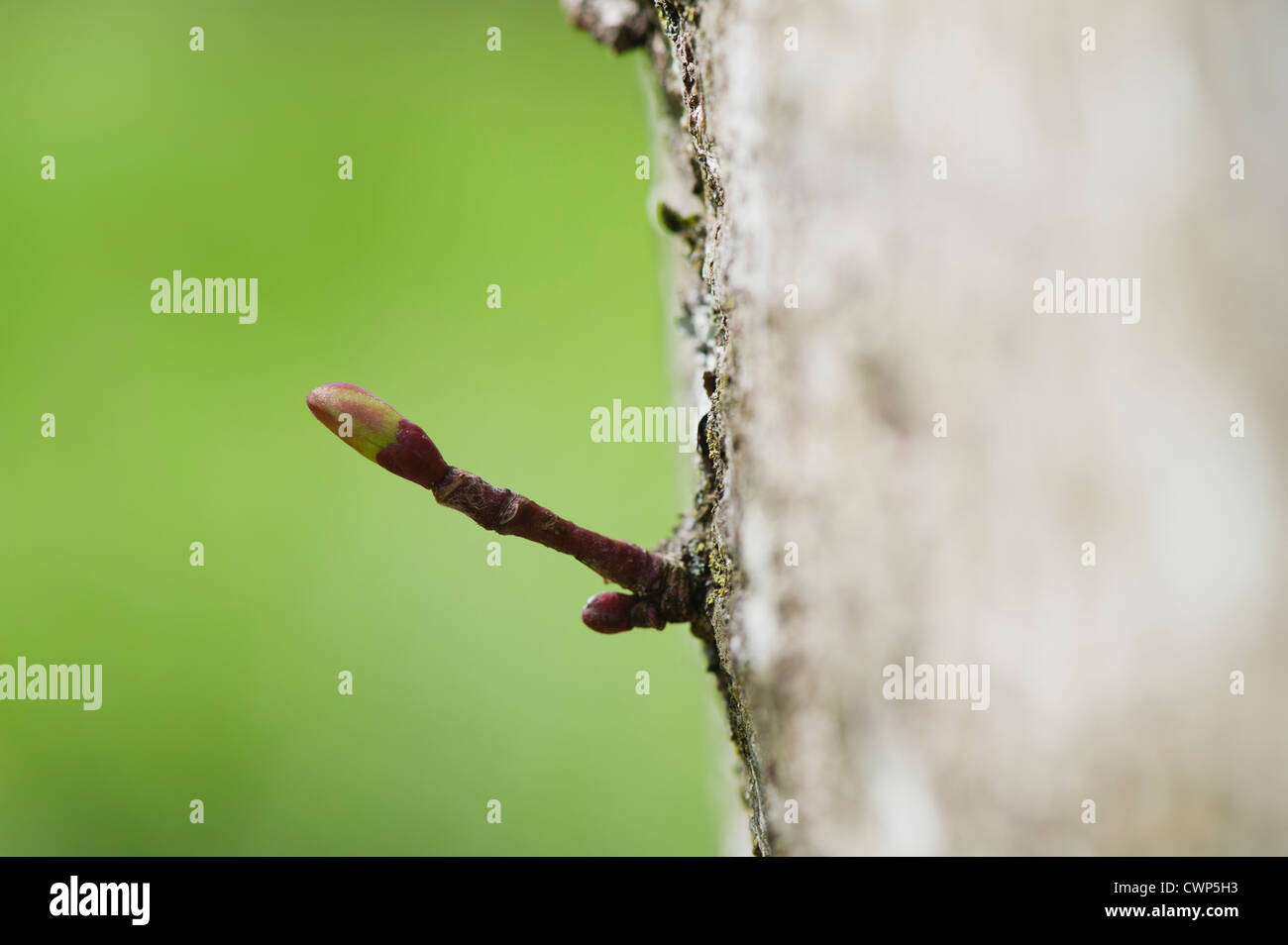 Leaf bud on branch Stock Photo - Alamy