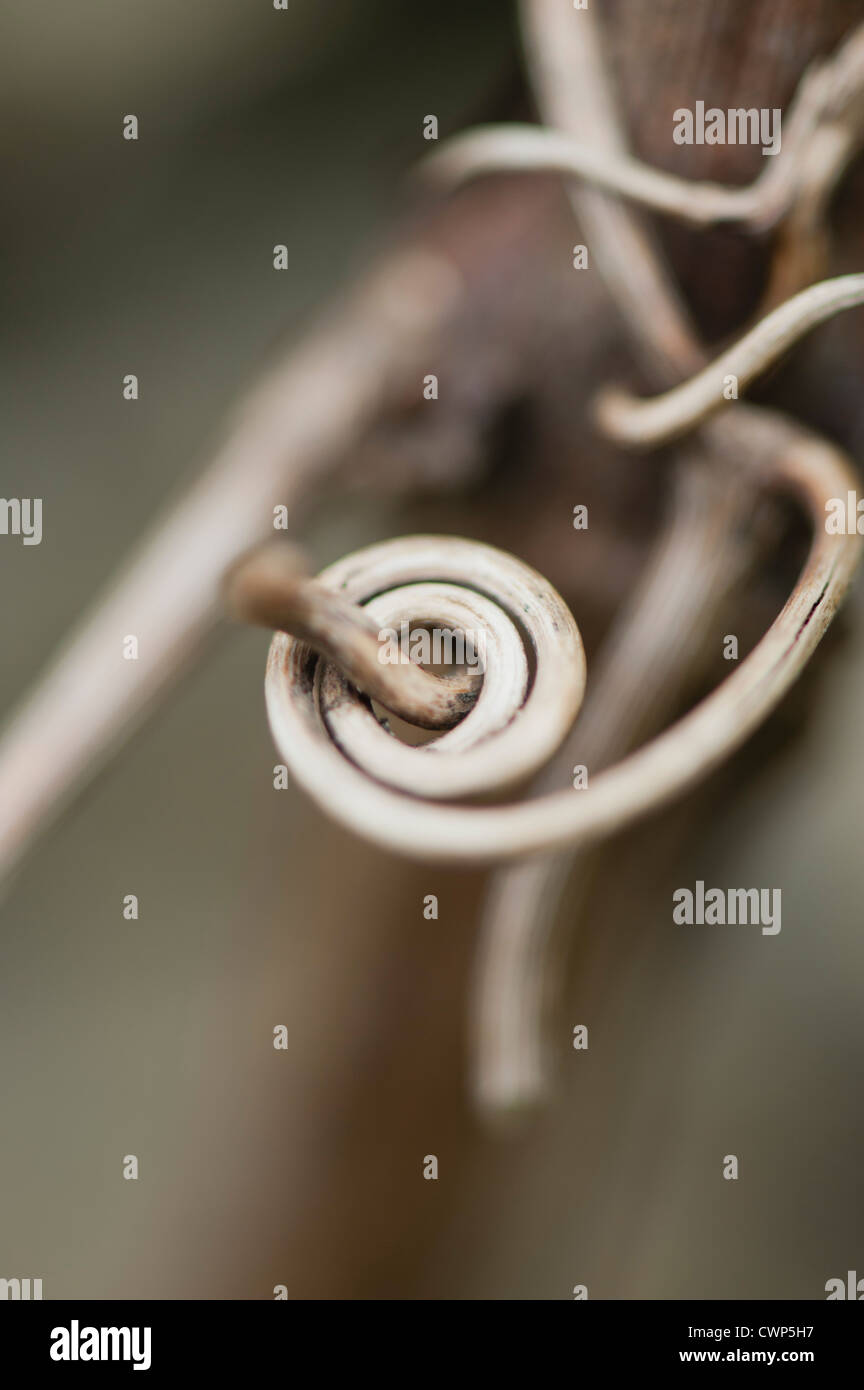Curled vine tendril Stock Photo - Alamy
