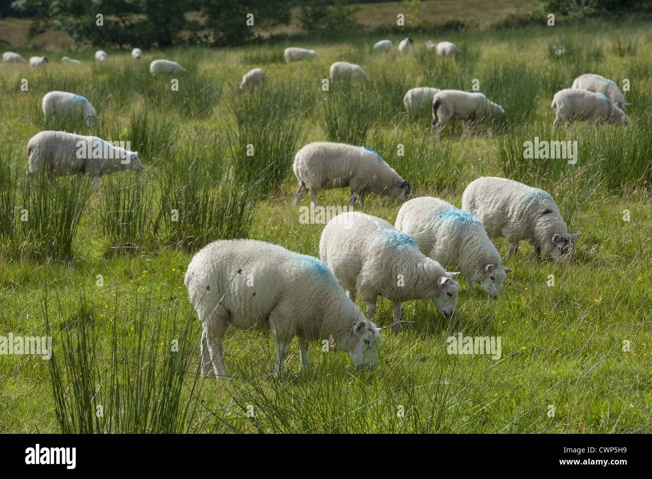 Mule cross sheep with lambs hi-res stock photography and images - Alamy