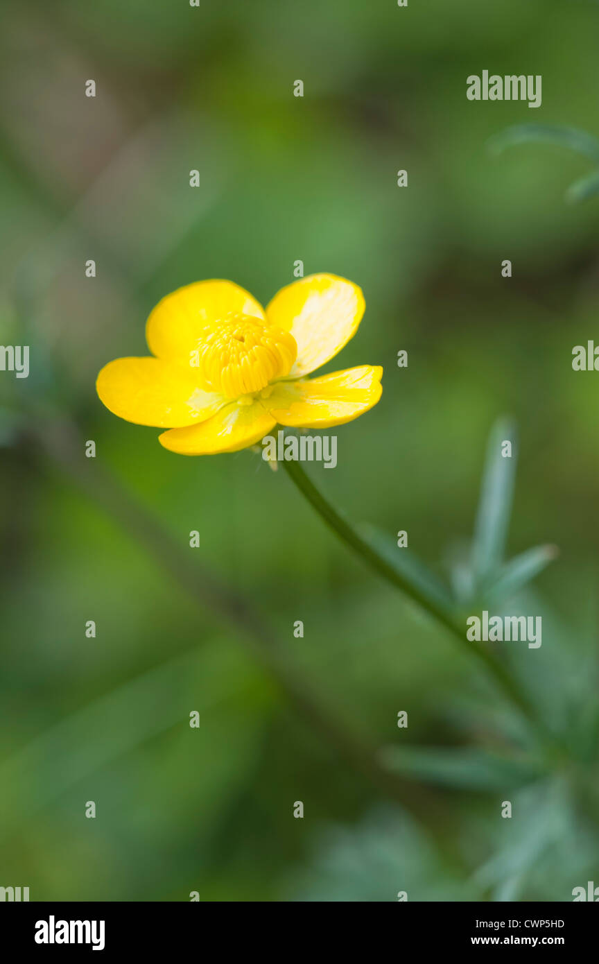 One buttercup in focus hi-res stock photography and images - Alamy