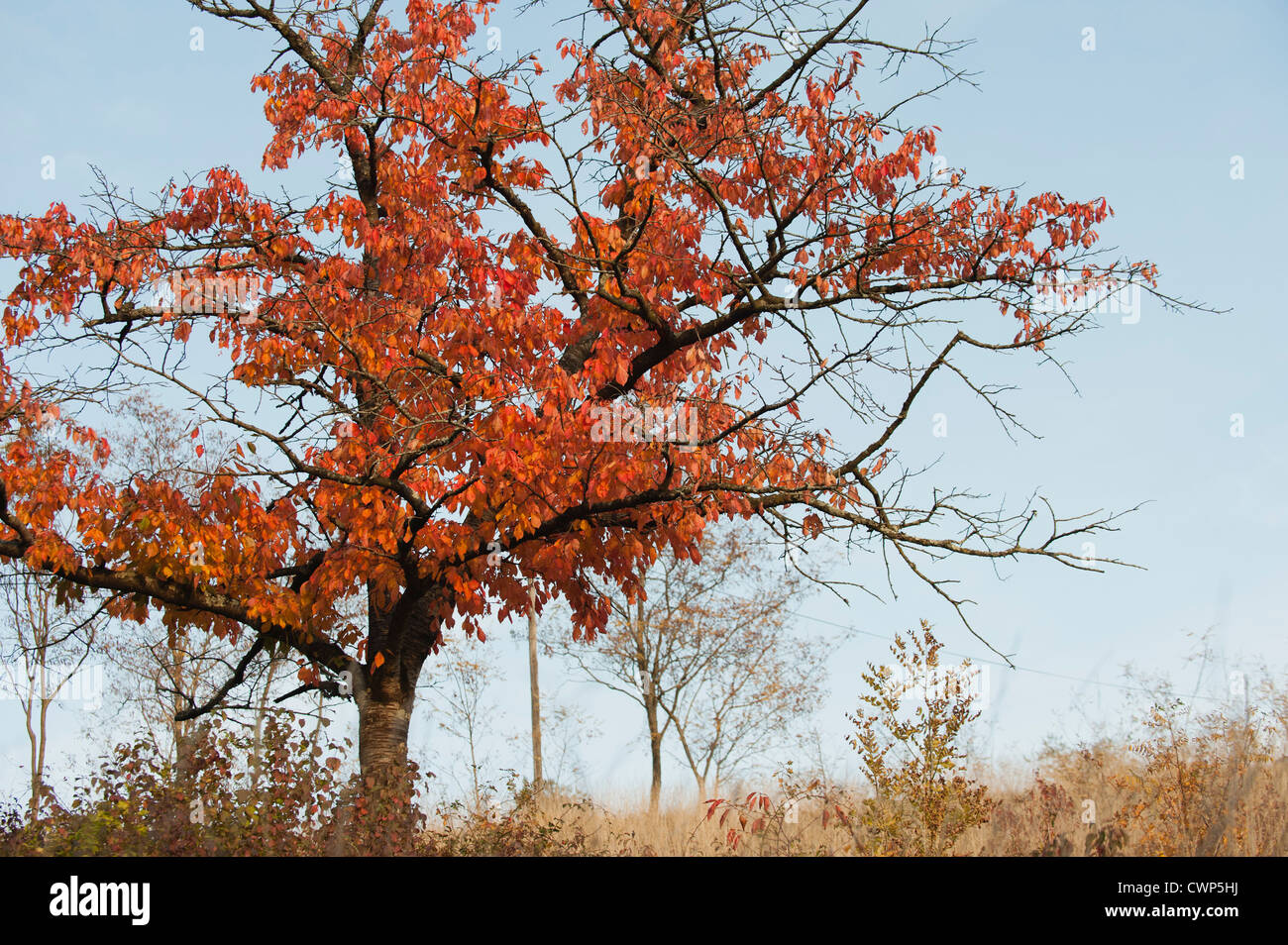 Cherry tree in autumn Stock Photo - Alamy