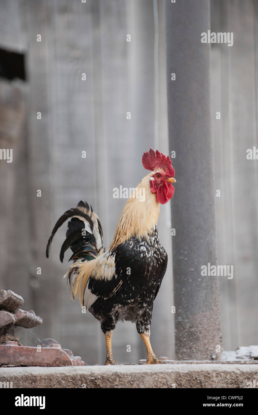Rooster images hi-res stock photography and images - Alamy