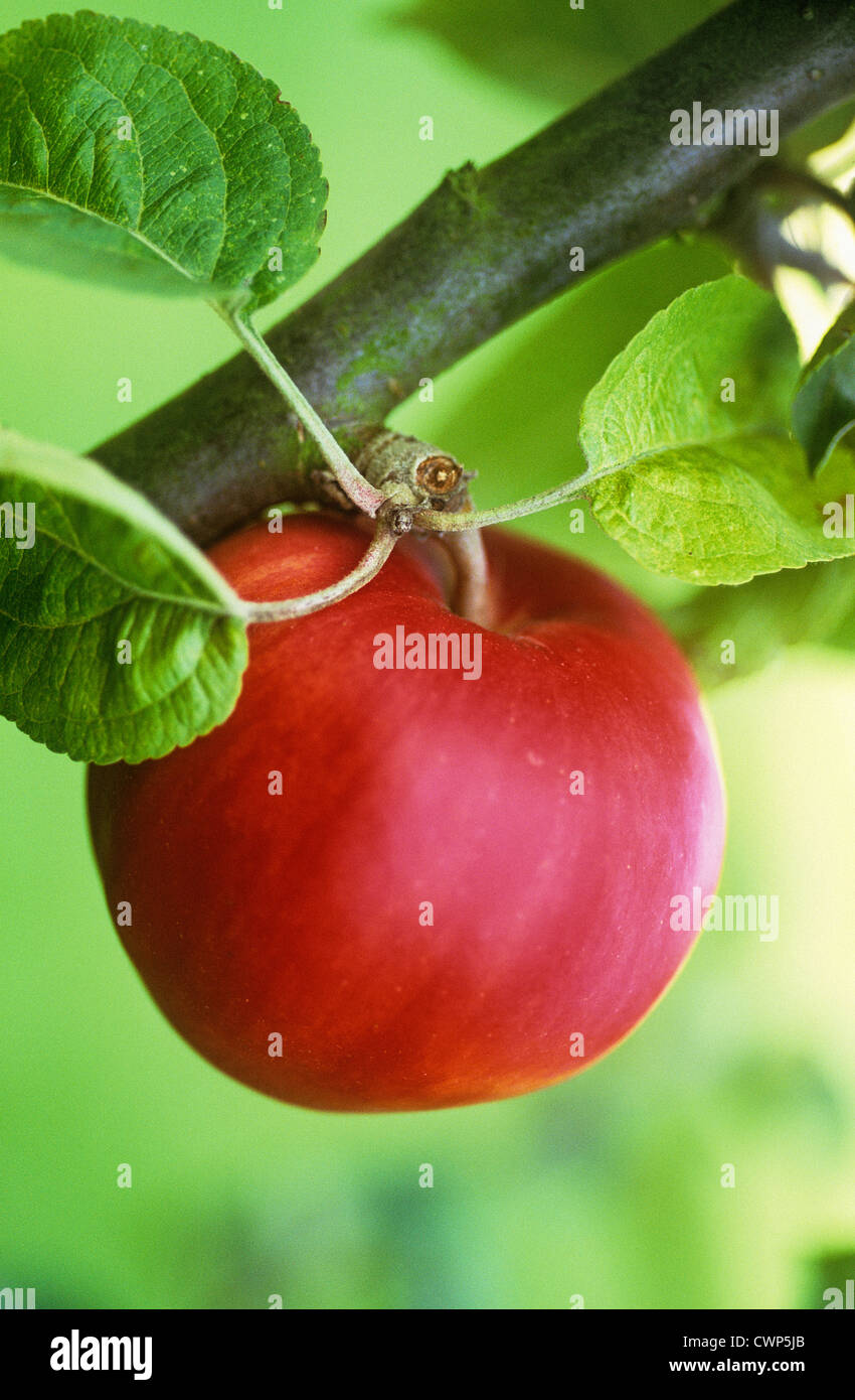 Malus domestica 'Tom Putt', Apple Stock Photo - Alamy