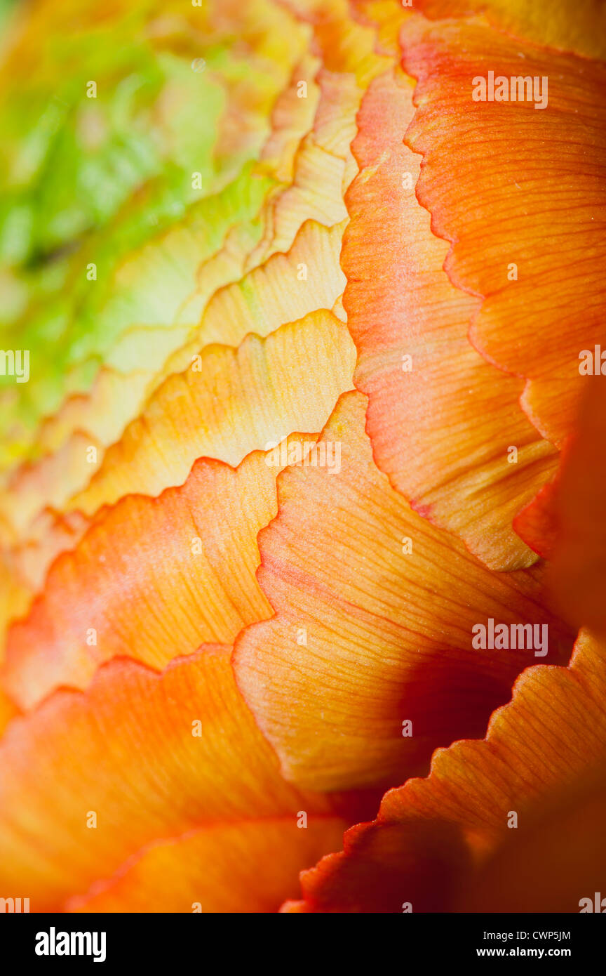Buttercup In The Foreground High Resolution Stock Photography and ...