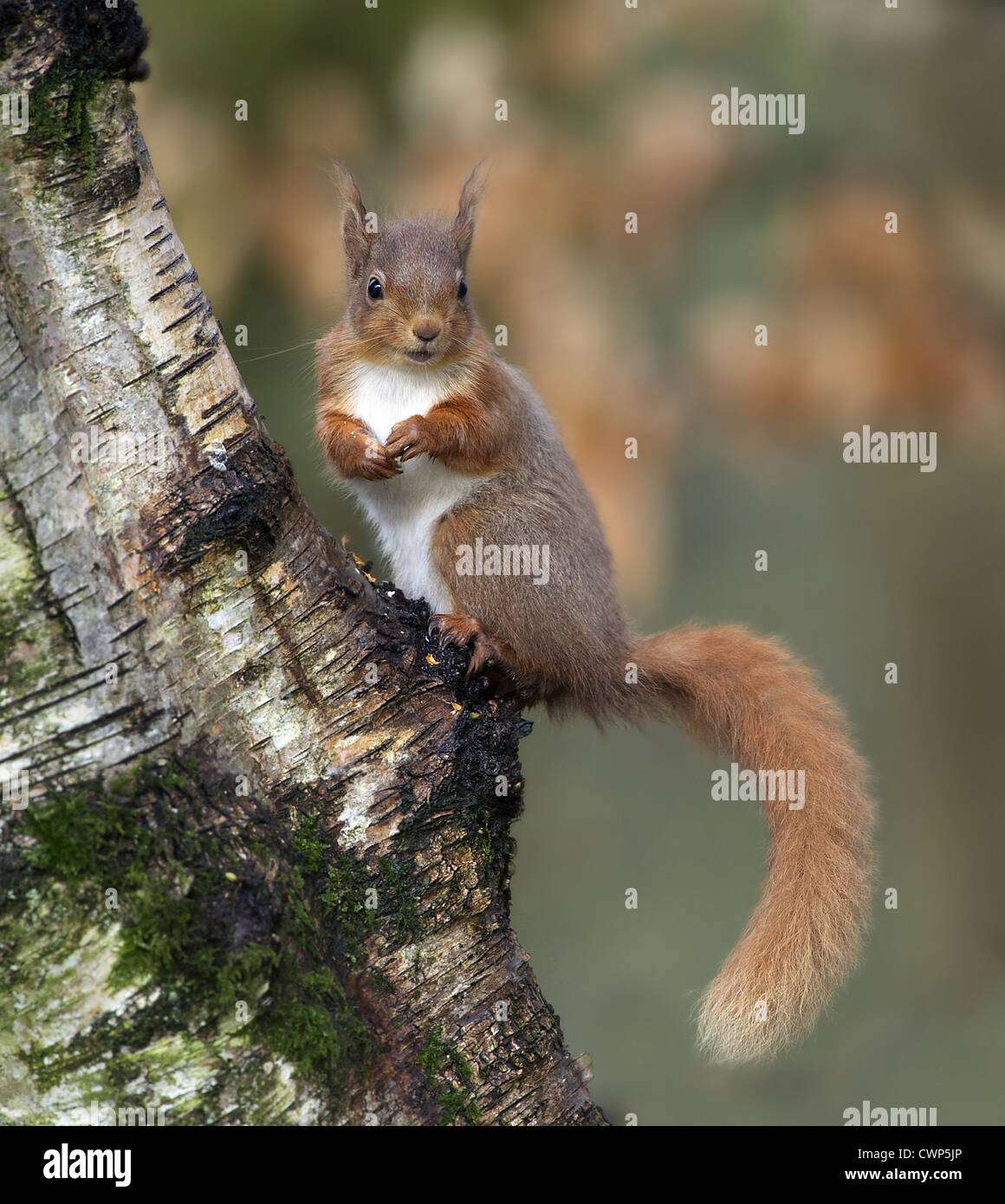 Eurasian Red Squirrel (Sciurus vulgaris) adult, sitting on tree trunk ...