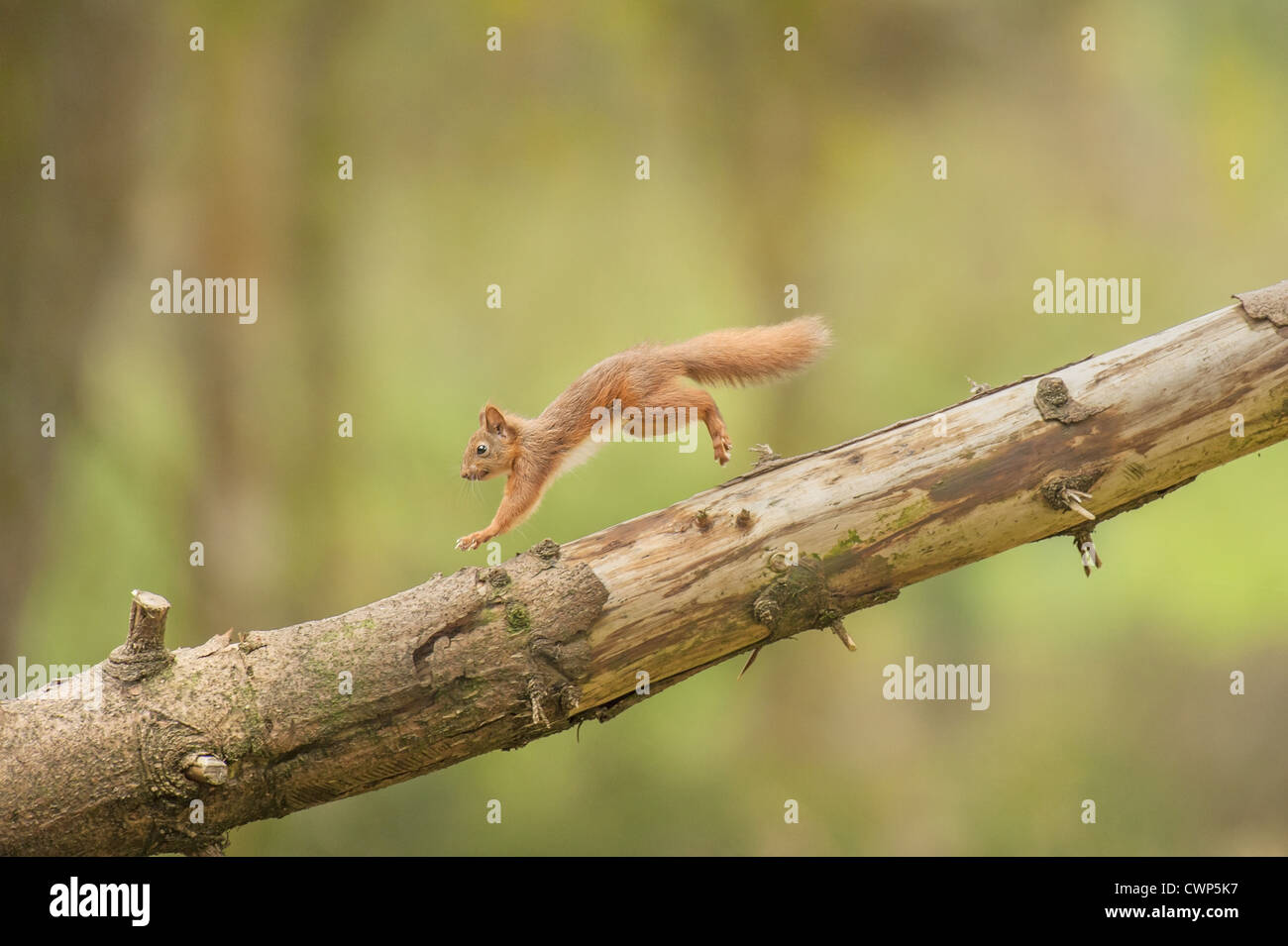 Squirrel running down tree trunk hi-res stock photography and images ...