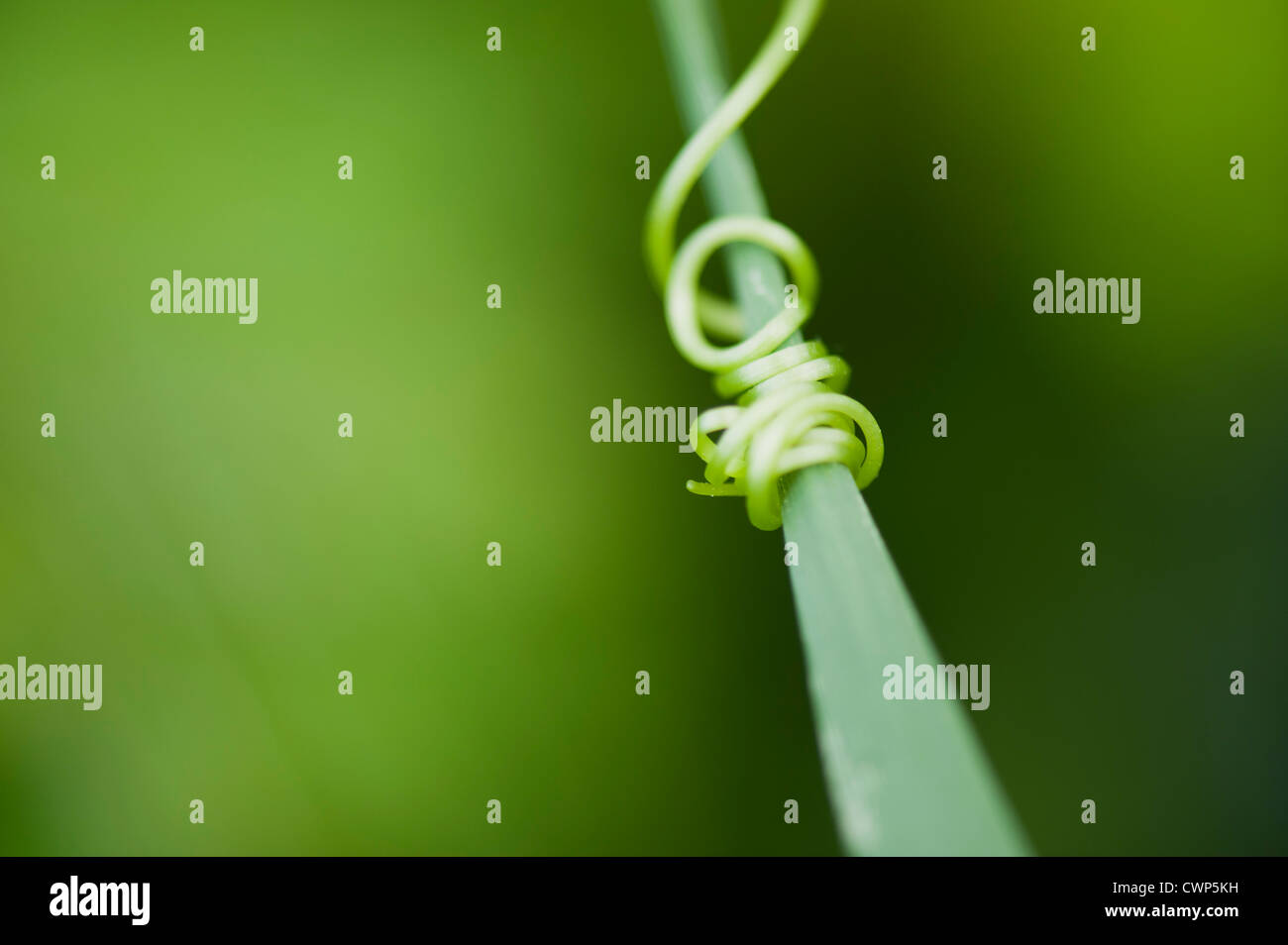 Tendril coiling around blade of grass Stock Photo - Alamy