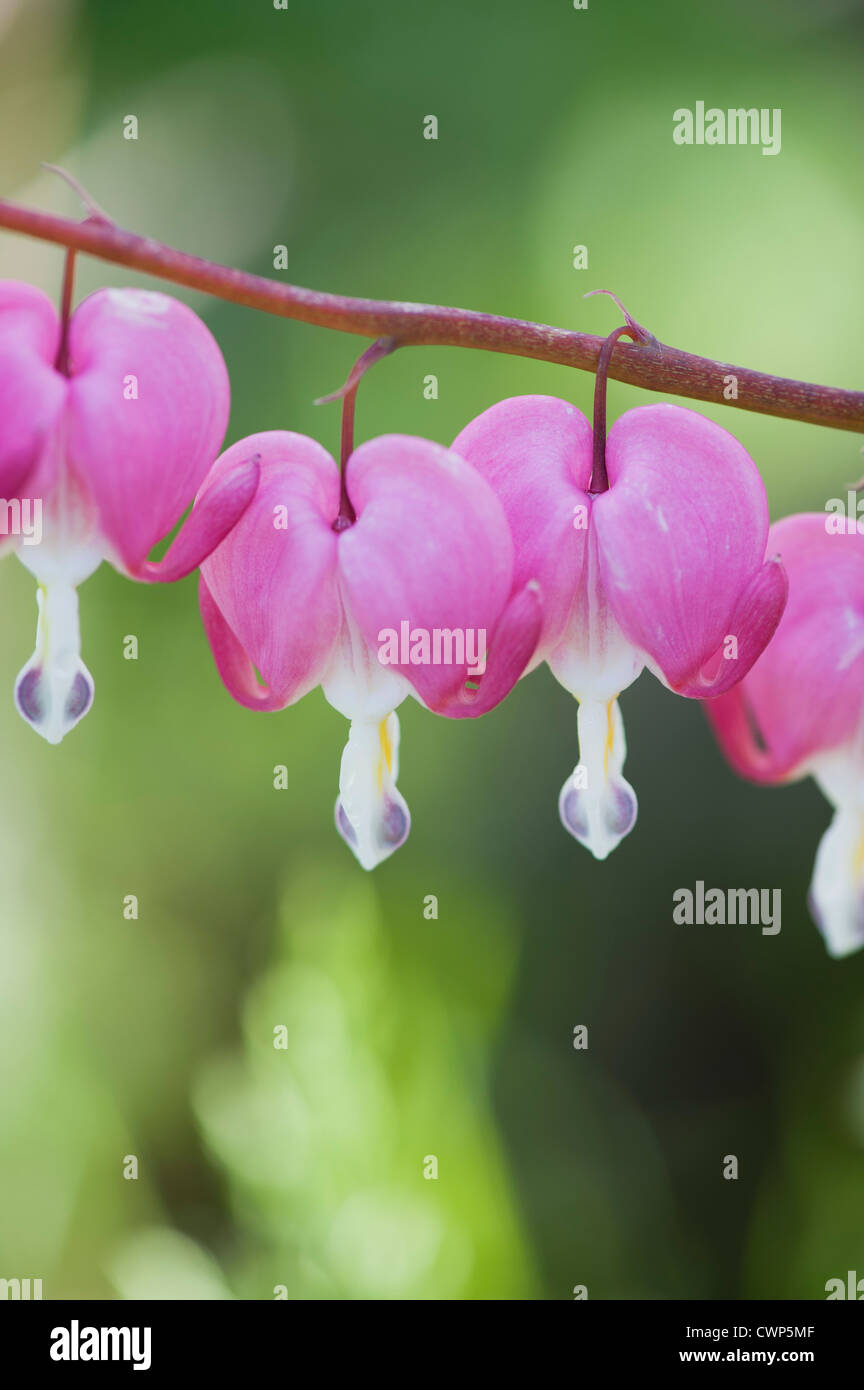 Bleeding heart flowers Stock Photo - Alamy