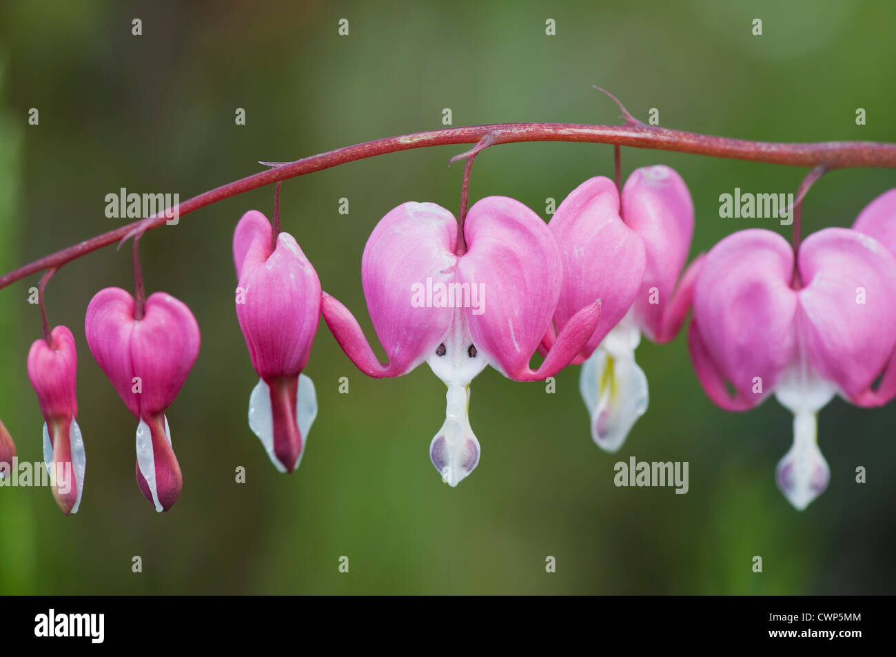 Bleeding heart flowers Stock Photo - Alamy
