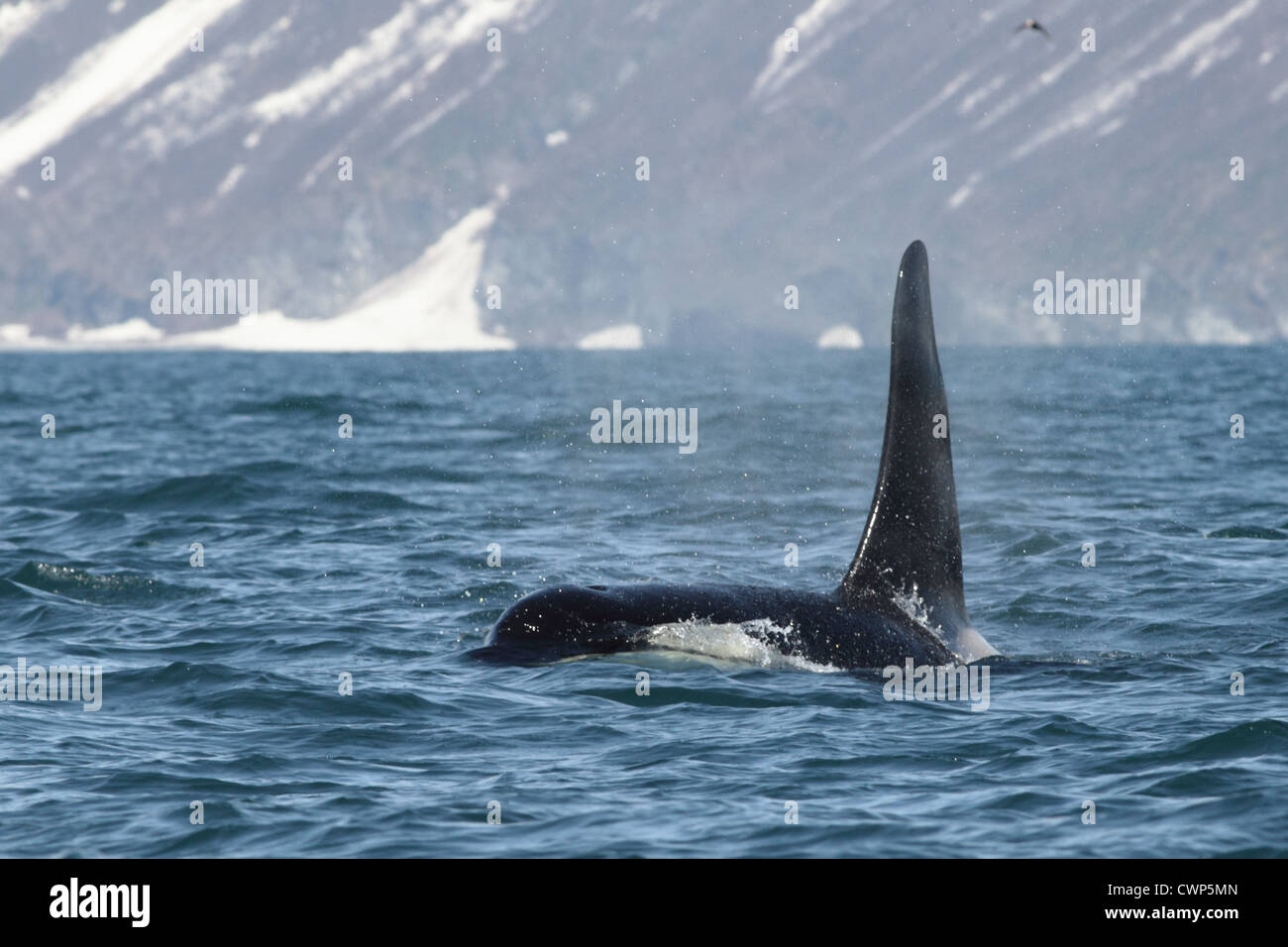 Killer Whale (Orcinus orca) adult, swimming at surface of sea ...
