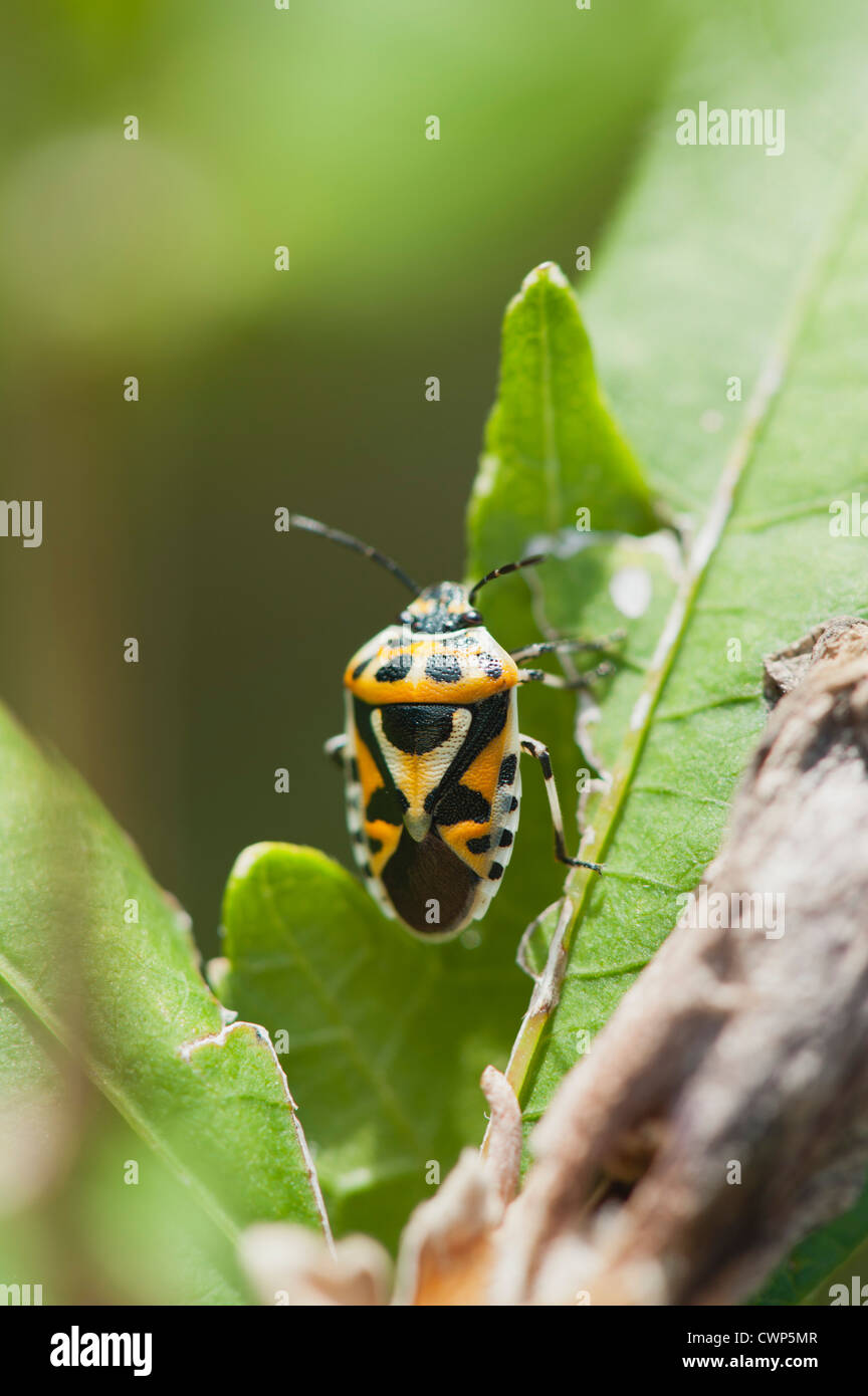 Shield bug crawling on leaf Stock Photo - Alamy