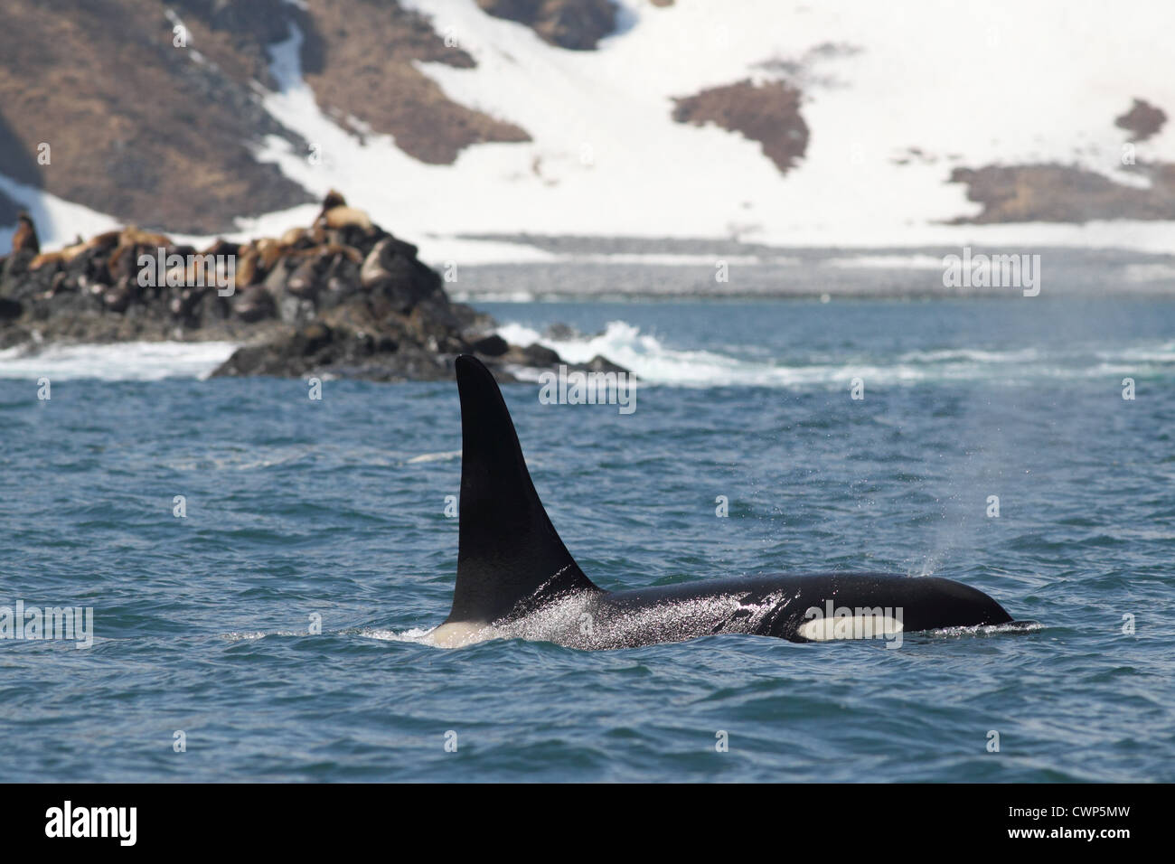 Killer Whale (Orcinus orca) adult, spouting at surface of sea, with ...