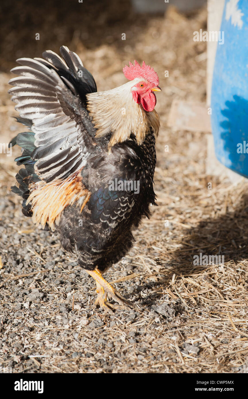 Rooster flapping wings hi-res stock photography and images - Alamy