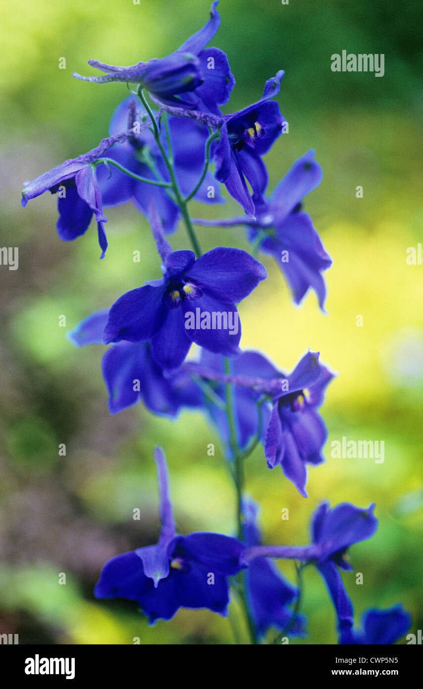 Delphinium 'Blue Bees', Delphinium Stock Photo - Alamy