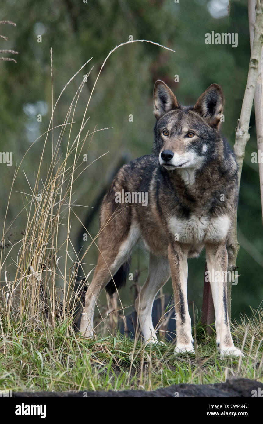 Red Wolf (Canis rufus) adult, standing (captive Stock Photo - Alamy