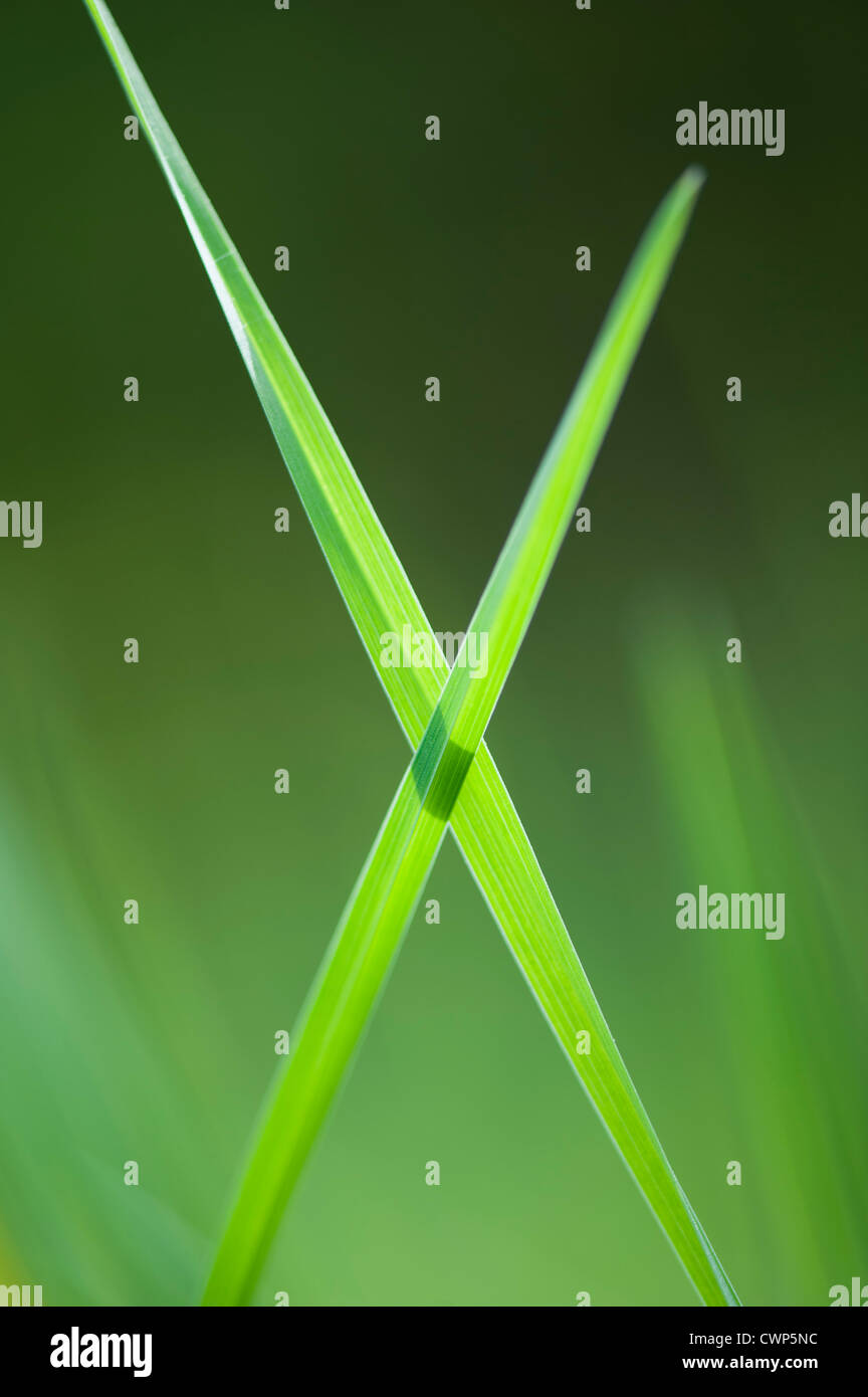 Blades of grass crossed in "x" shape Stock Photo - Alamy