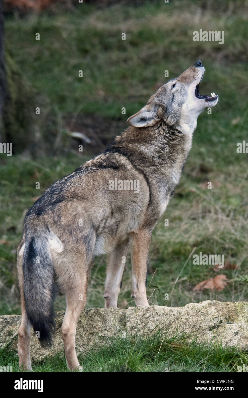 Red Wolf (Canis rufus) adult, howling (captive Stock Photo - Alamy