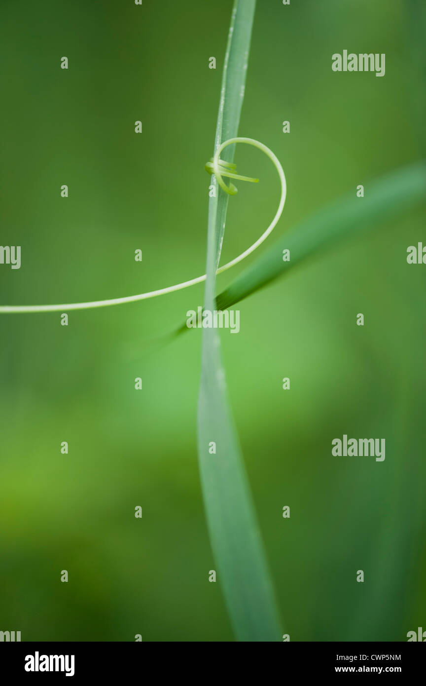 Tendril curling around blade of grass Stock Photo - Alamy