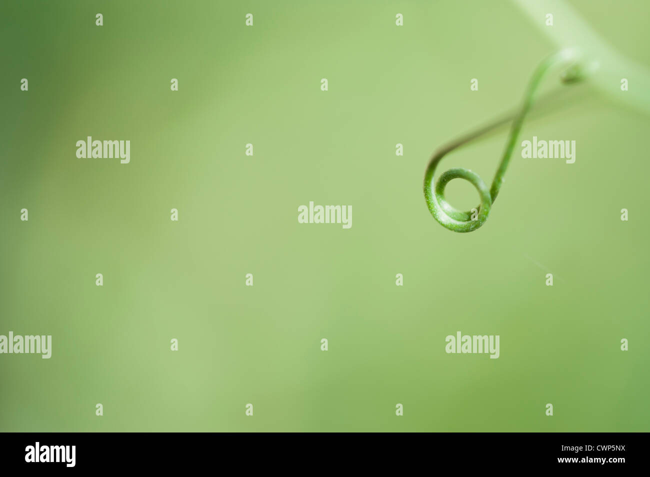 Coiled vines hi-res stock photography and images - Alamy