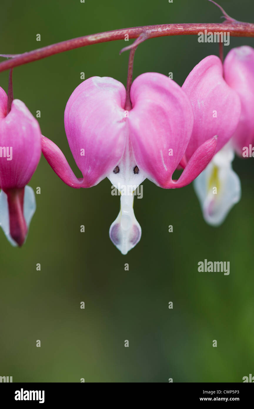 Bleeding heart flowers Stock Photo - Alamy