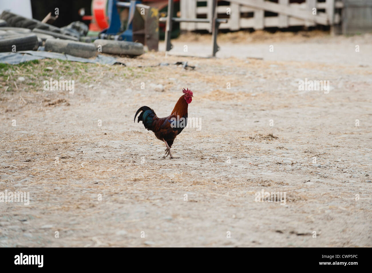 Rooster foot hi-res stock photography and images - Alamy