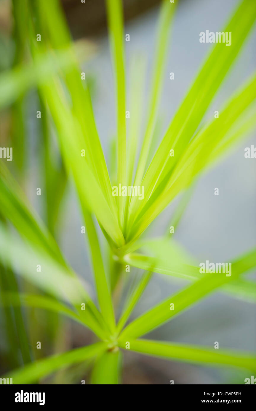 Papyruses hi-res stock photography and images - Alamy