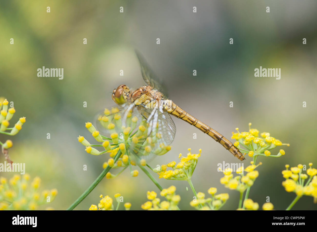 Dragonfly movement hi-res stock photography and images - Alamy