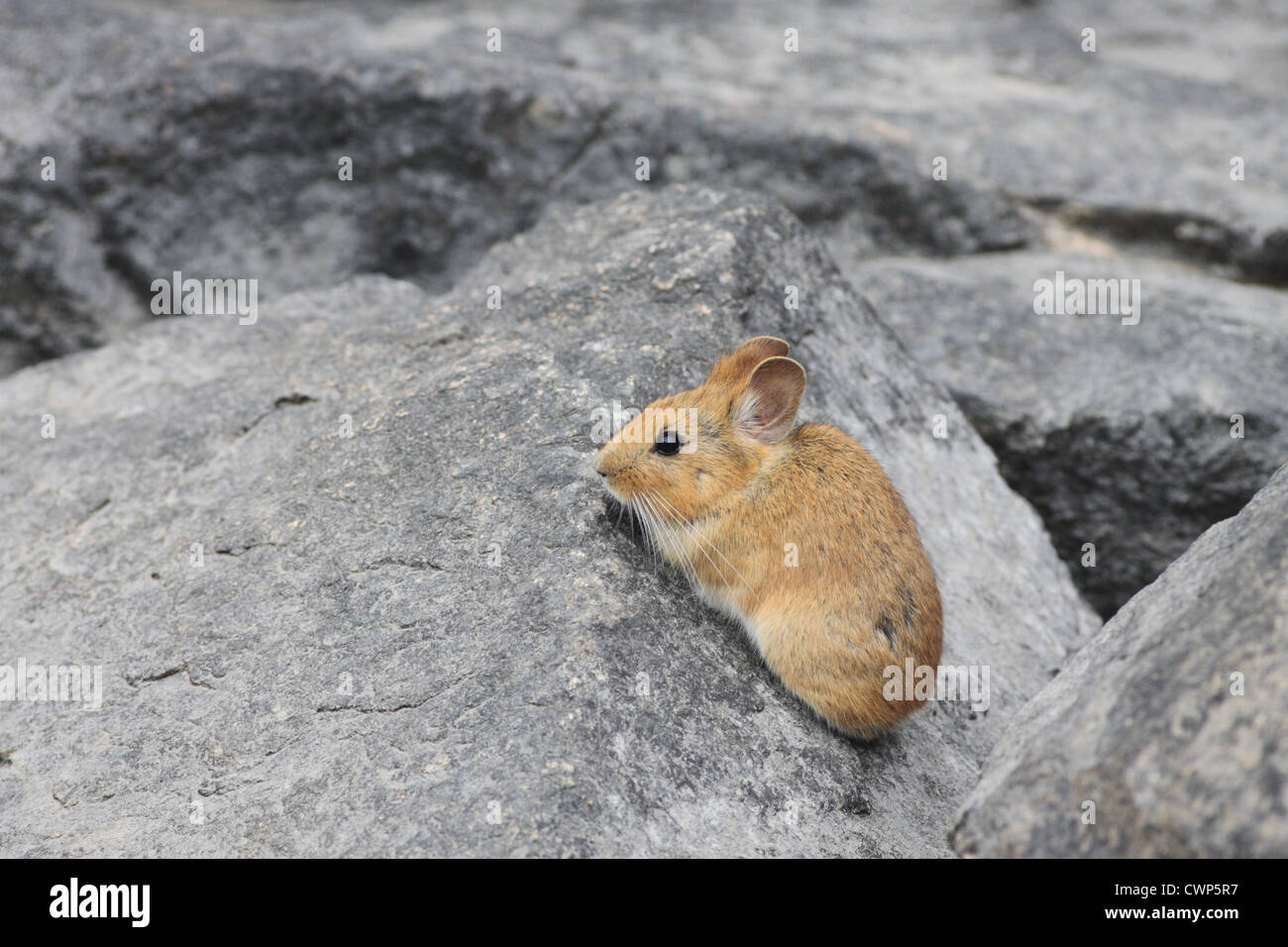 Chinese Red Pika (Ochotona erythrotis) adult, standing on rock, Mengda ...