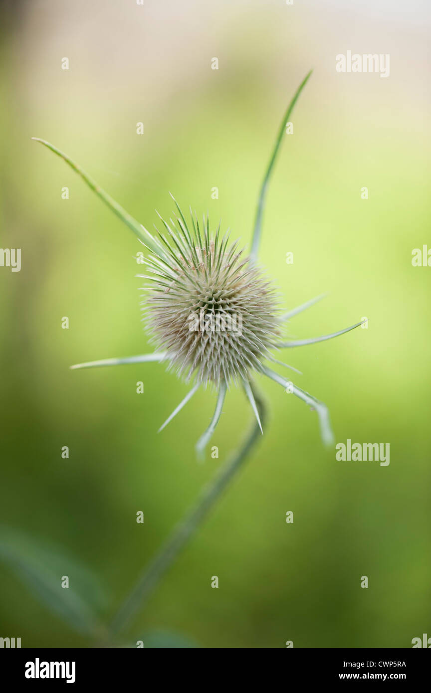 Empty husks hi-res stock photography and images - Alamy