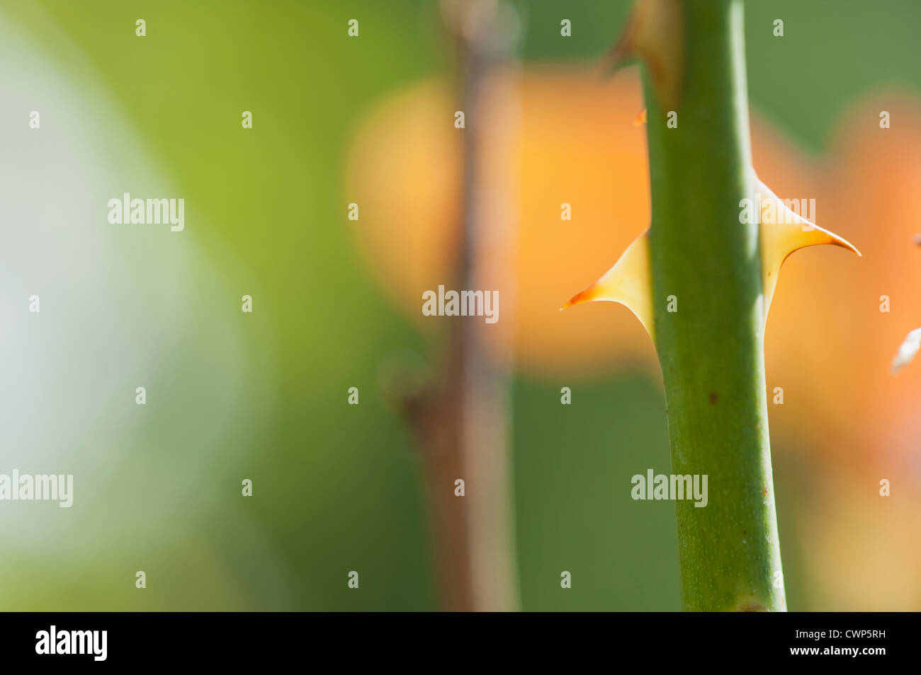 Thorns on rosebush stem, close-up Stock Photo - Alamy