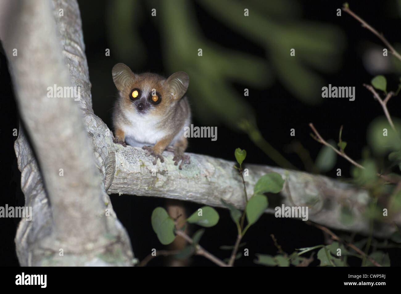 Reddish gray mouse lemur hi-res stock photography and images - Alamy