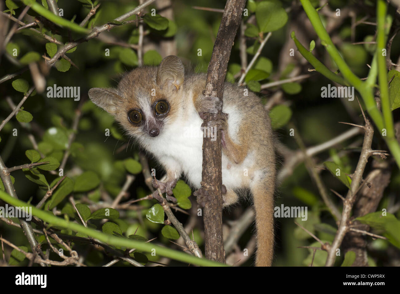 Mouse lemur brown hi-res stock photography and images - Alamy