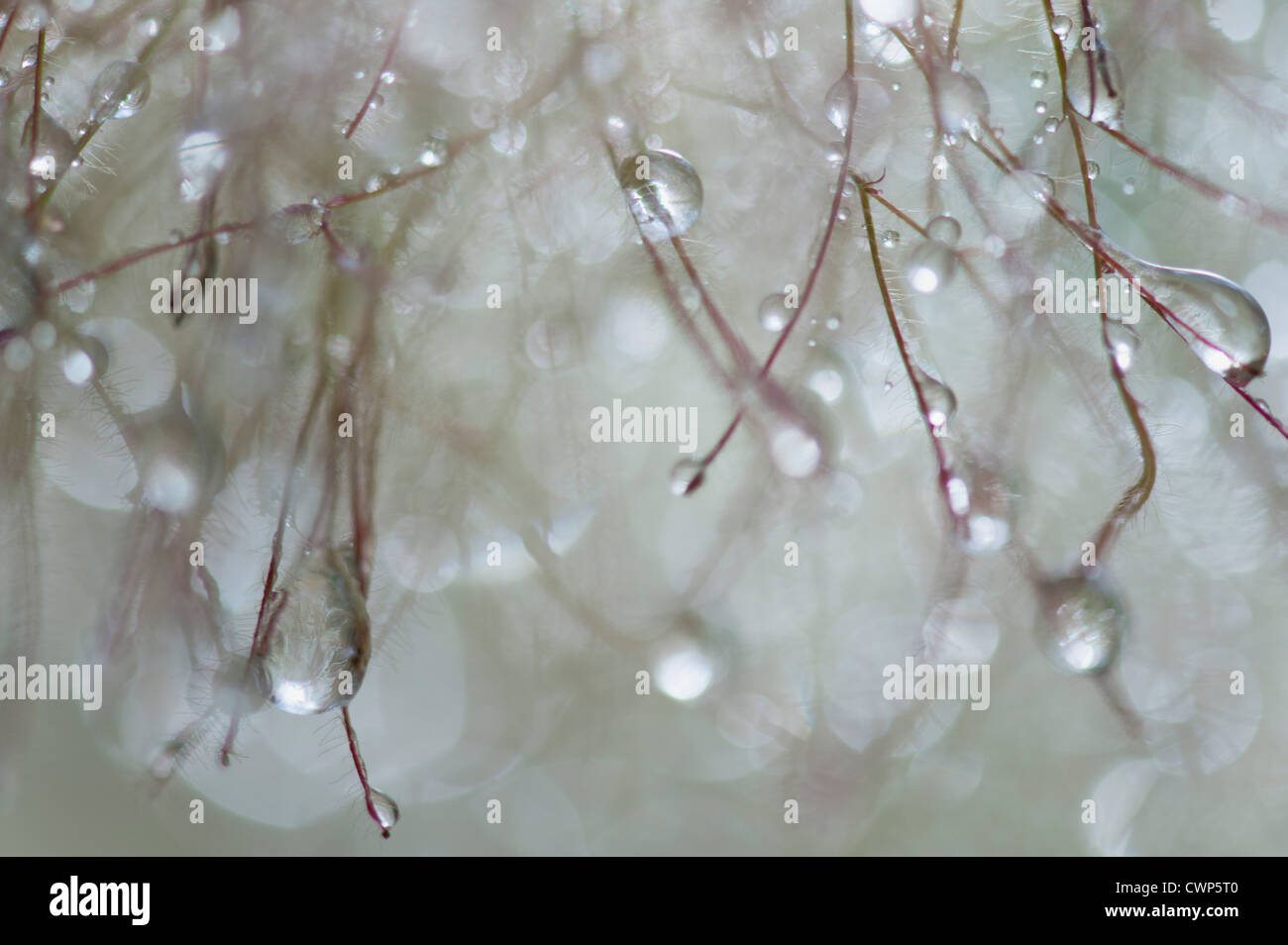 Dew droplets on smoketree, close-up Stock Photo - Alamy