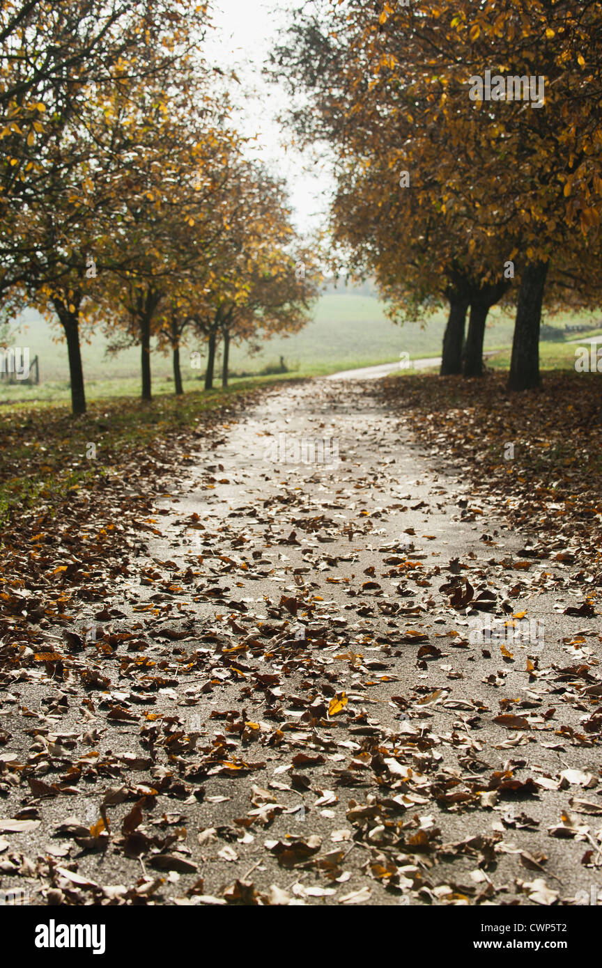 Path through orchard hi-res stock photography and images - Alamy