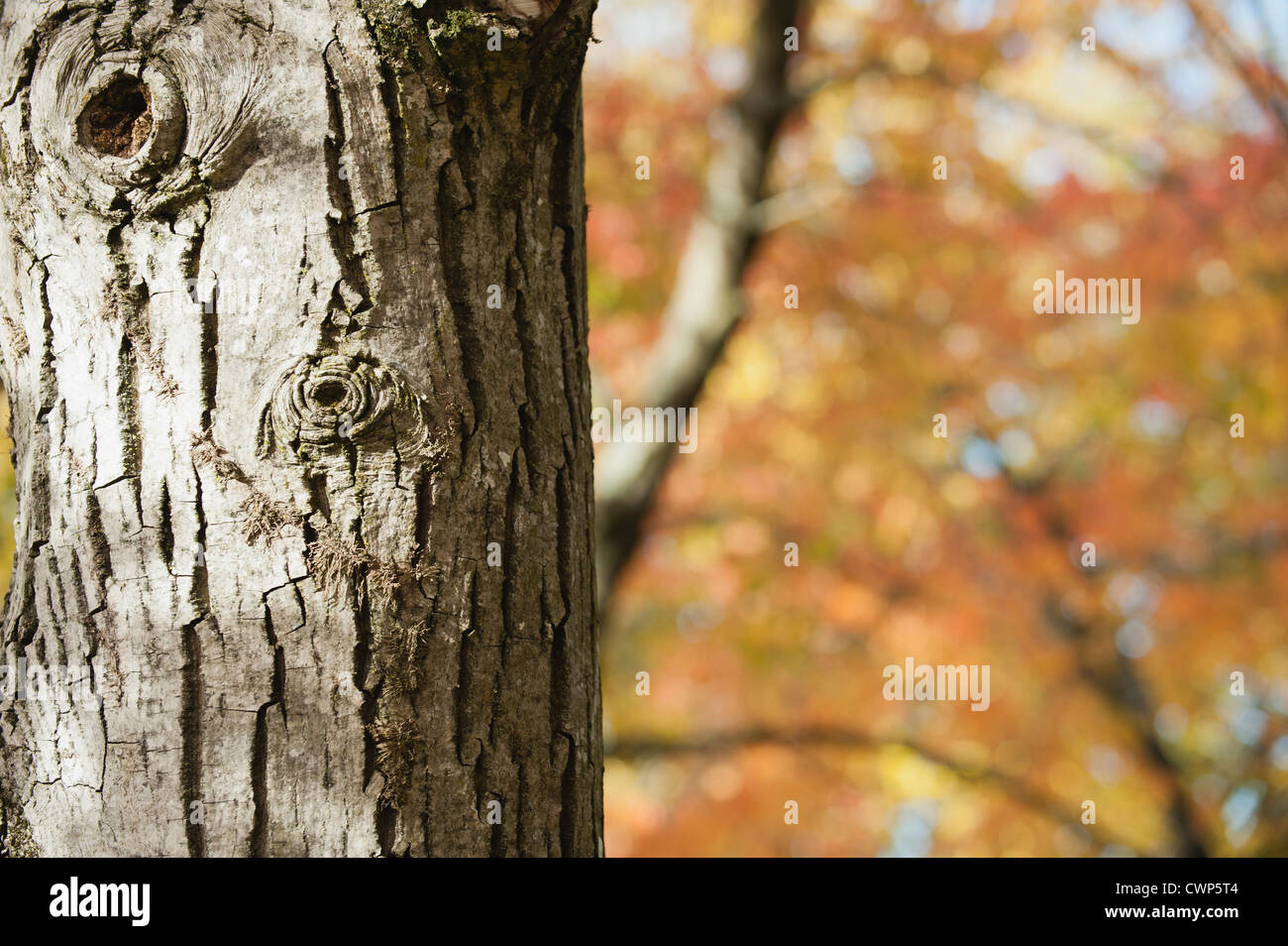 Tree trunk, close-up Stock Photo - Alamy