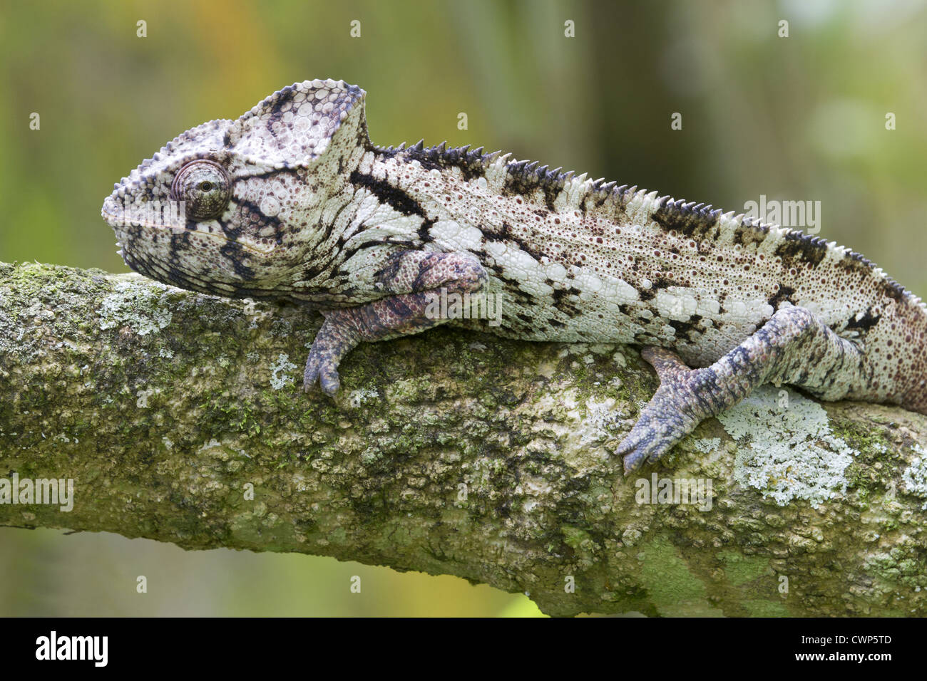 Warty Chameleon (Furcifer verrucosus) adult, resting on branch ...